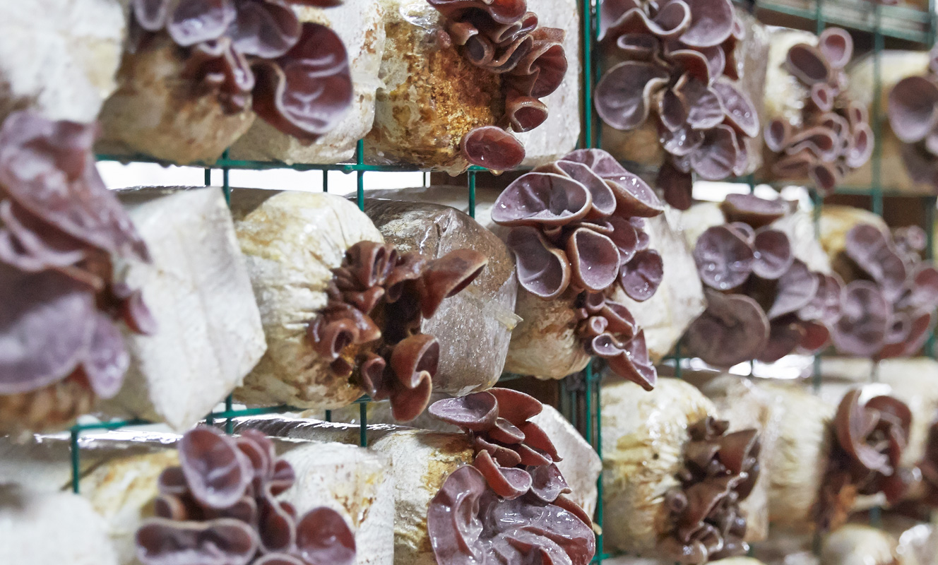 Mushroom Farm | Kin Yan