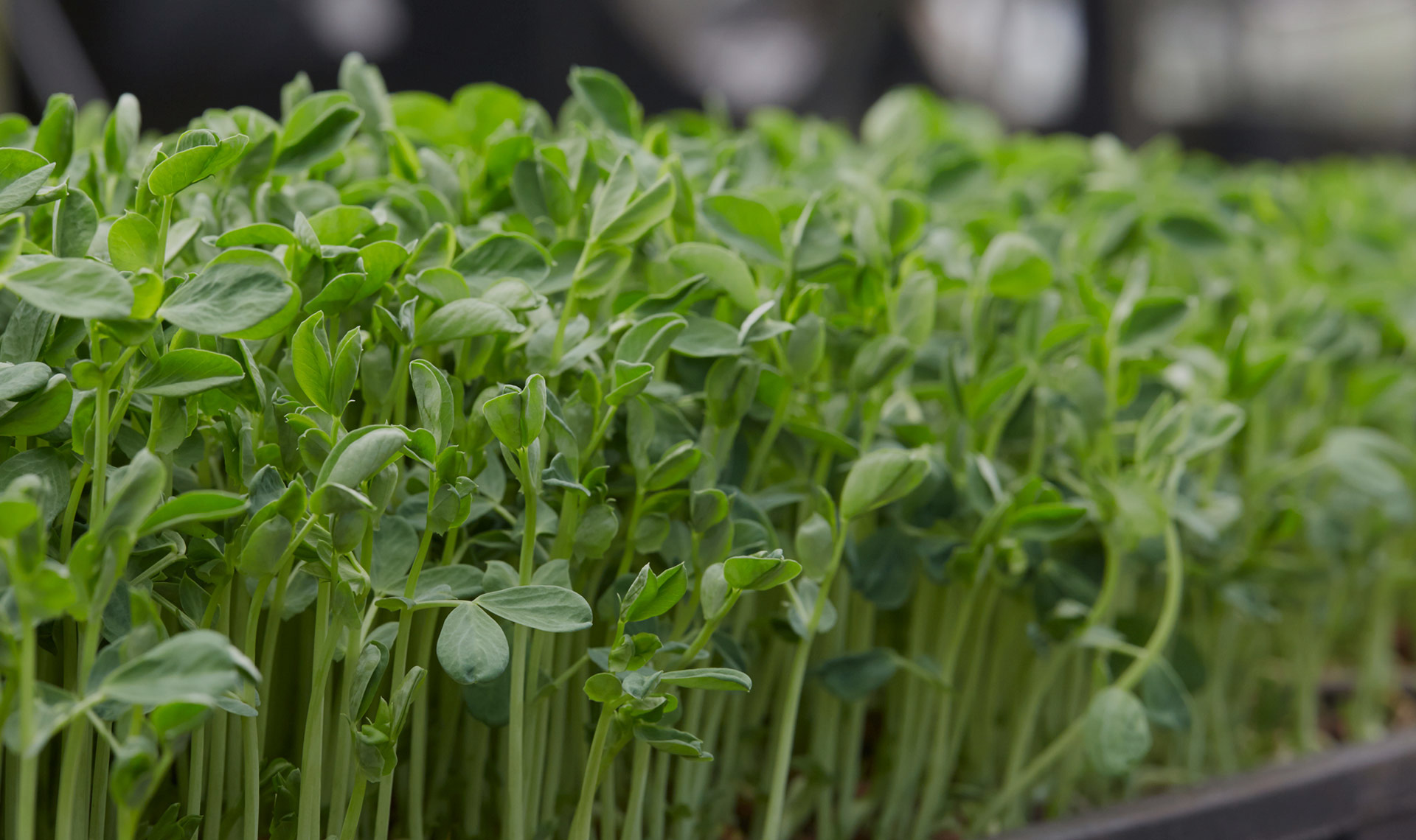 Kin Yan | Singapore's Largest Wheatgrass & Mushroom Farm
