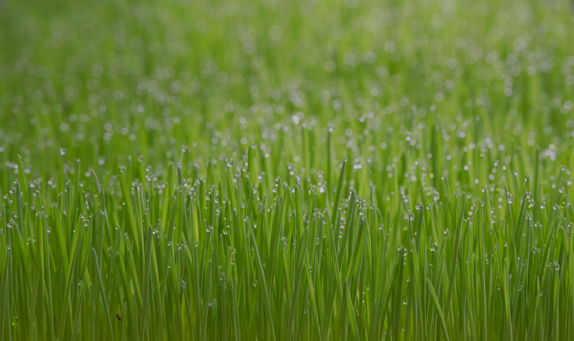 Kin Yan | Singapore's Largest Wheatgrass & Mushroom Farm