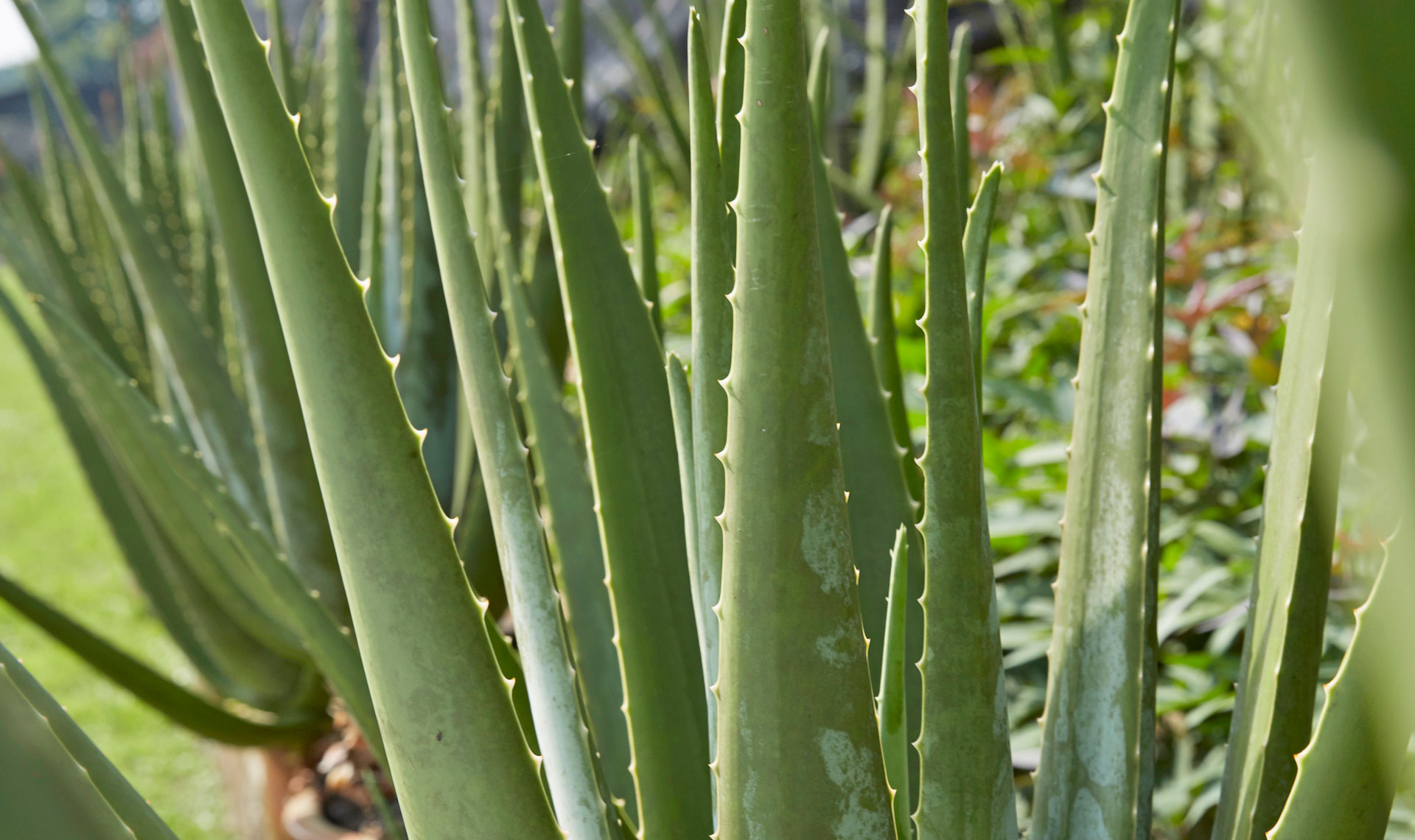 Kin Yan | Singapore's Largest Wheatgrass & Mushroom Farm