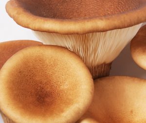 Aloe Vera Farm Fresh | Kin Yan