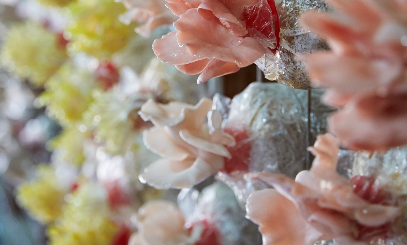 Mushroom Farm | Kin Yan