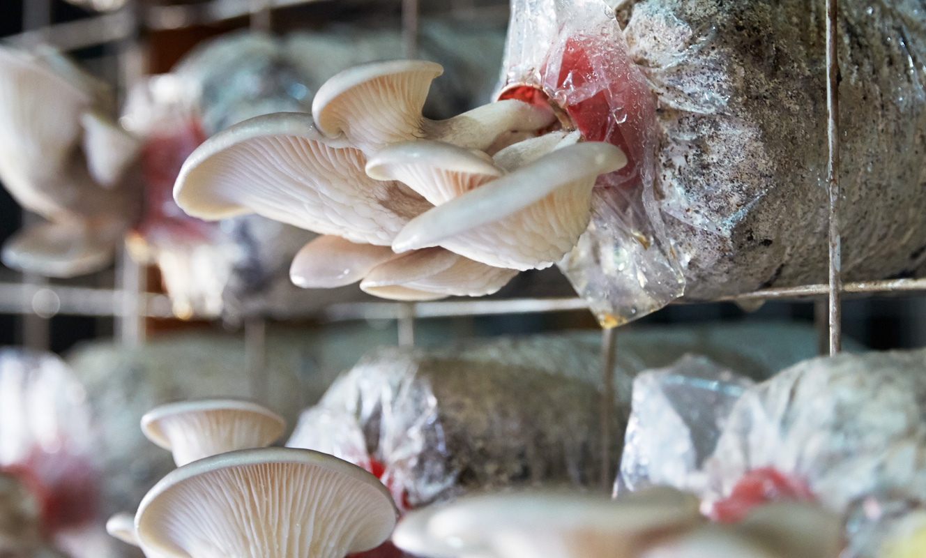 Mushroom Farm | Kin Yan