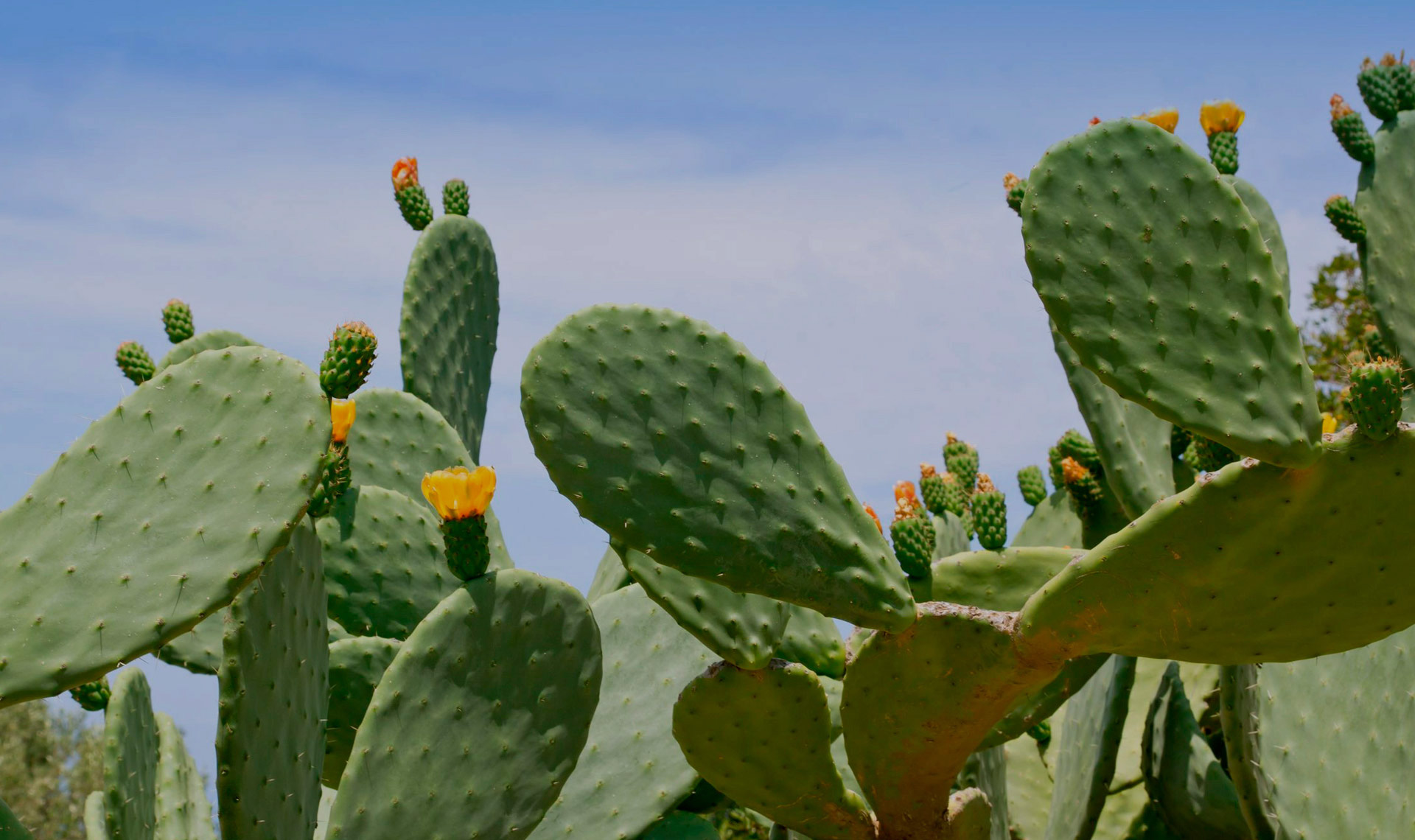 Kin Yan | Singapore's Largest Wheatgrass & Mushroom Farm