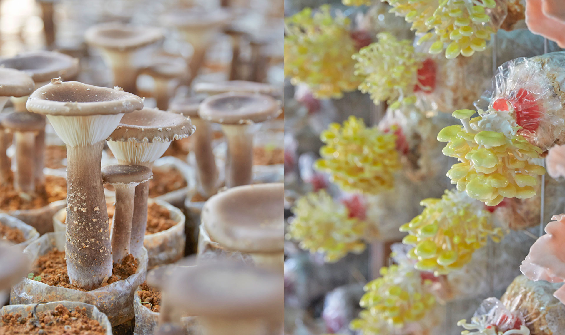 Kin Yan | Singapore's Largest Wheatgrass & Mushroom Farm