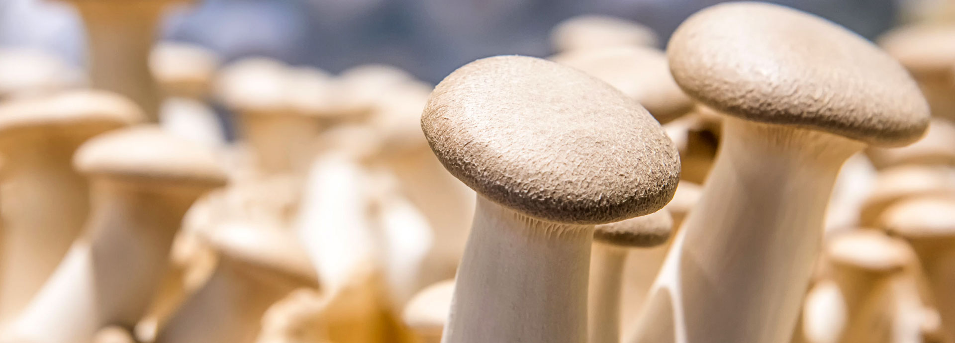 Mushroom Farm | Kin Yan