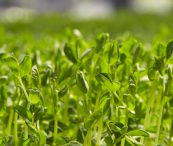 Kin Yan | Singapore's Largest Wheatgrass & Mushroom Farm