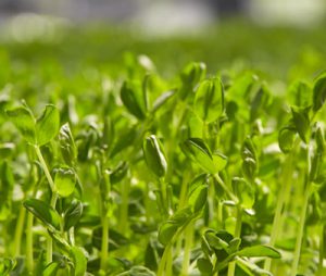 Kin Yan | Singapore's Largest Wheatgrass & Mushroom Farm